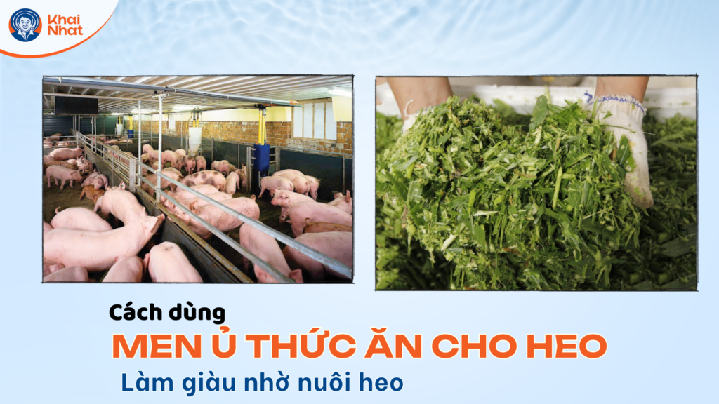 Cách dùng men ủ thức ăn cho heo hiệu quả, làm giàu nhờ nuôi heo