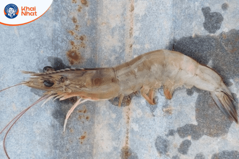 Hiện tượng tôm rớt cục thịt trong ao nuôi là gì? Cách xử lý nhanh, hiệu quả