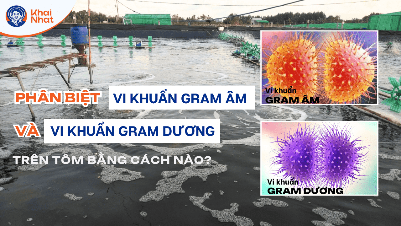 Phân biệt vi khuẩn gram âm và gram dương trên tôm cách nào? - Khai Nhật