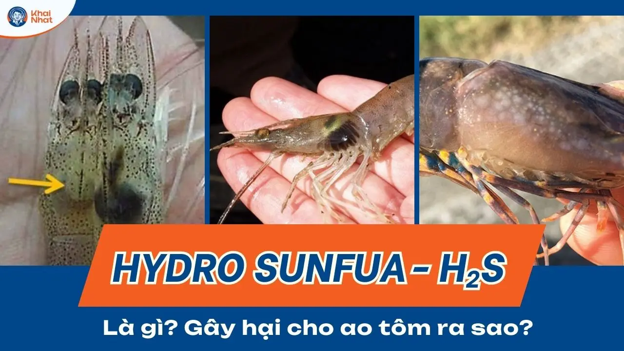 [Giải đáp]: Khí H2S (Hydro Sunfua) là gì? Gây hại với tôm ra sao ...